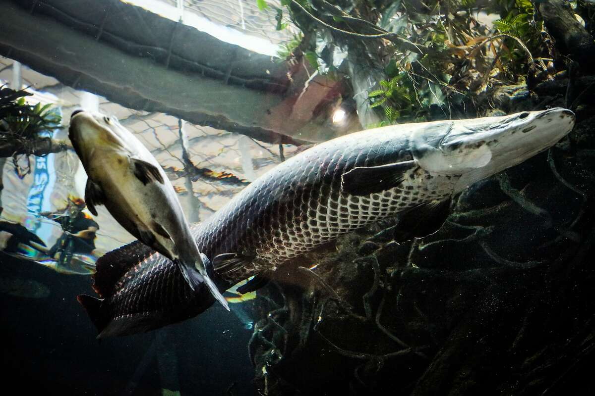 Dive inside Cal Academy's Flooded Forest fish tank with us
