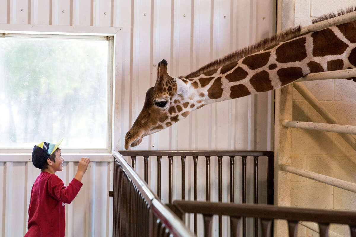 Visitors learn about giraffes at Wildlife Ranch monthly interactive ...