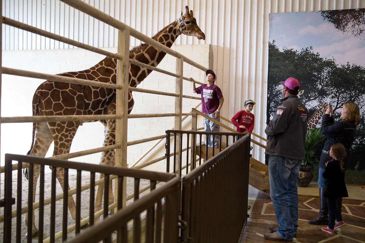 Visitors learn about giraffes at Wildlife Ranch monthly interactive ...