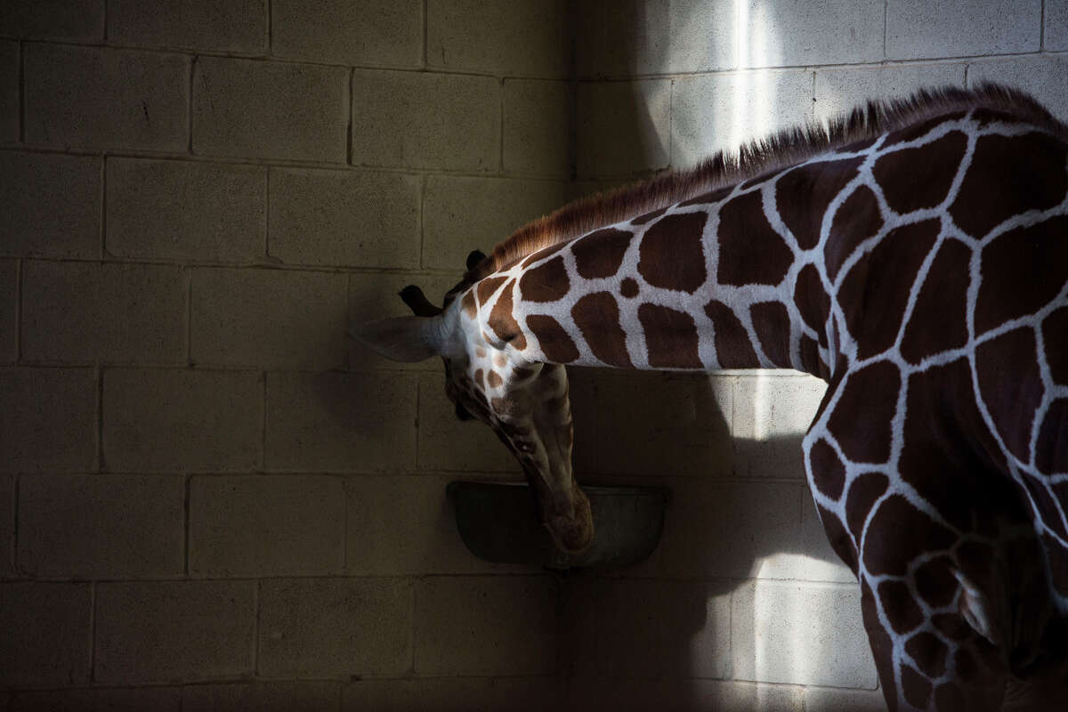 Visitors learn about giraffes at Wildlife Ranch monthly interactive ...