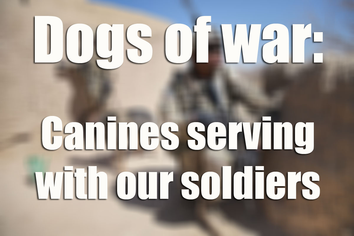 Dogs of War: Canines serving with our military troops