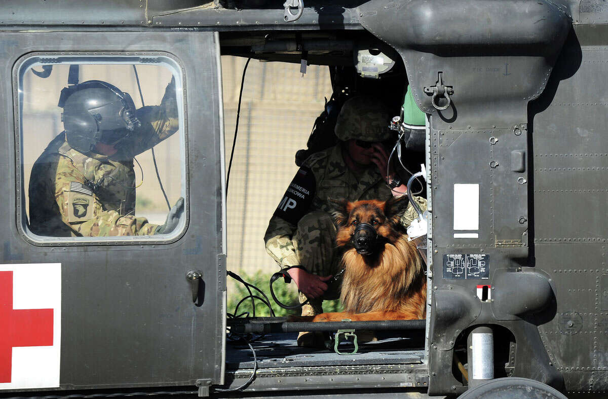 Dogs of War: Canines serving with our military troops