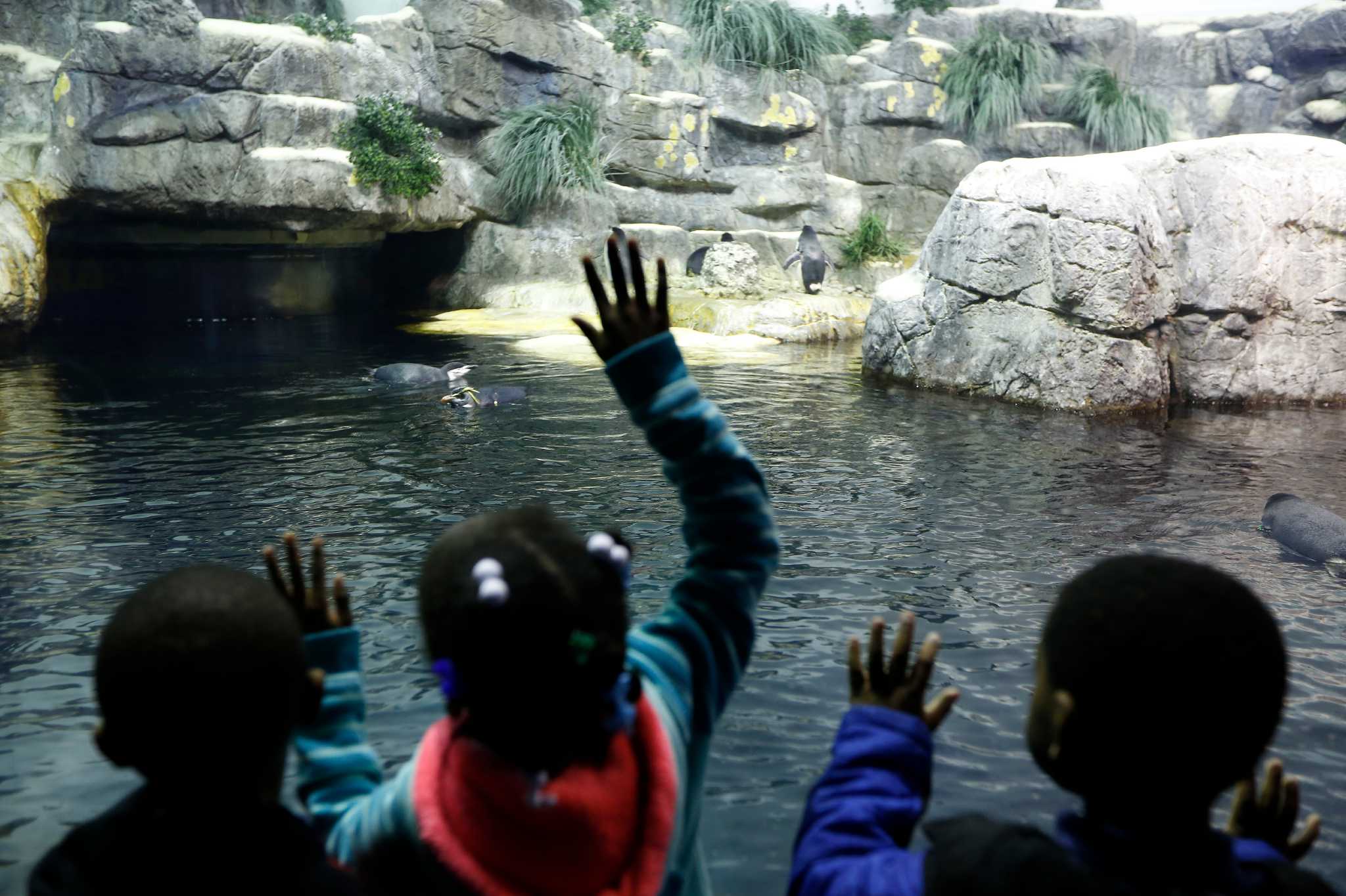 Oldest penguin celebrates birthday