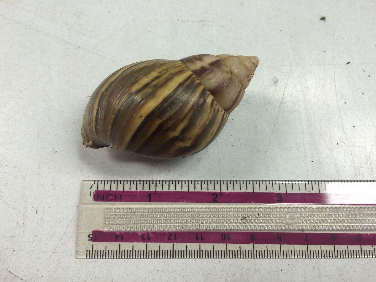 Giant African snail eats crops and homes, and it’s moving our way