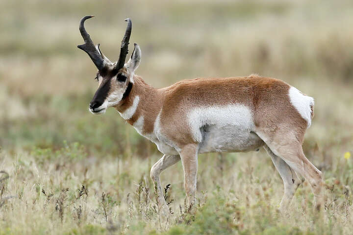 Pronghorn permit hunt creates lifetime memories