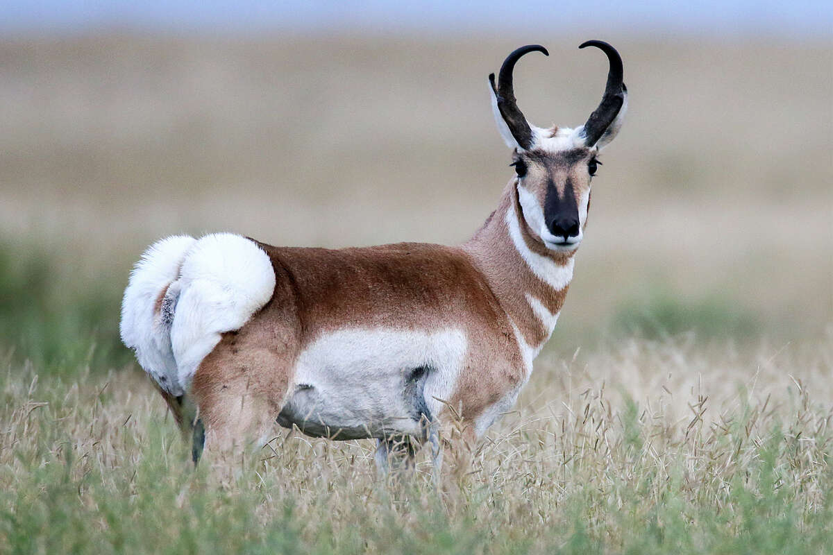 Pronghorn permit hunt creates lifetime memories