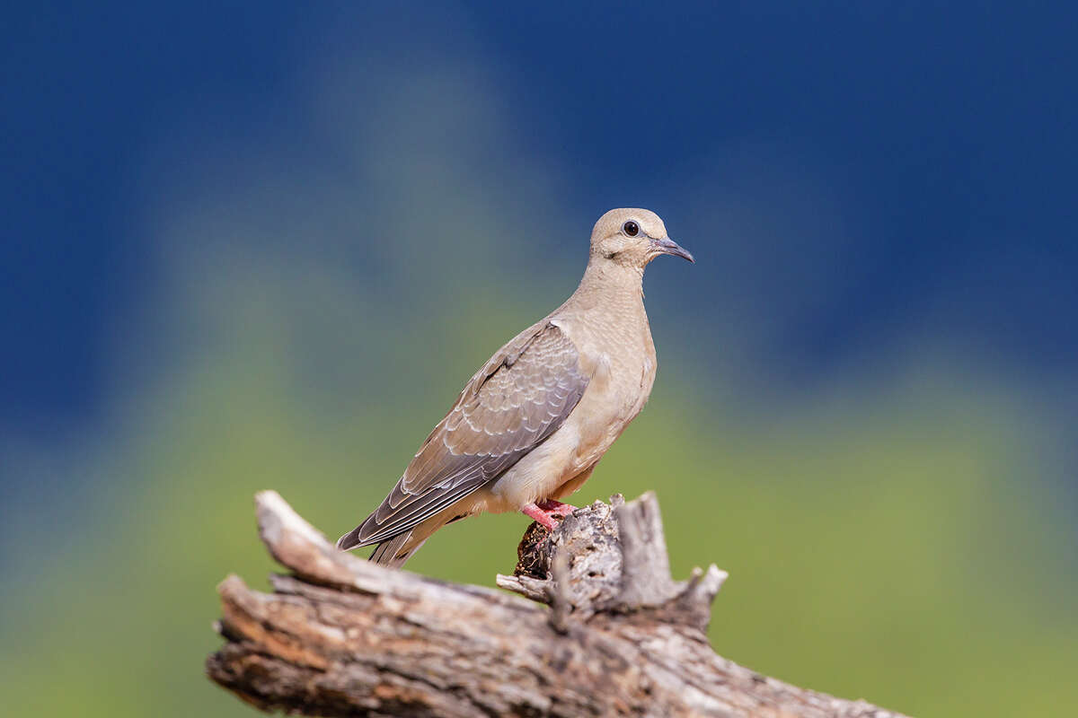 Doves Remain Symbols Of Peace On Earth HoustonChronicle doves-remain-symbols-of-peace-on-earth-houstonchronicle