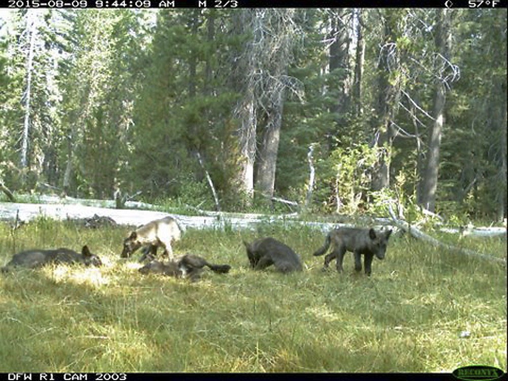 As wolves reappear in California, killing of calf highlights tension