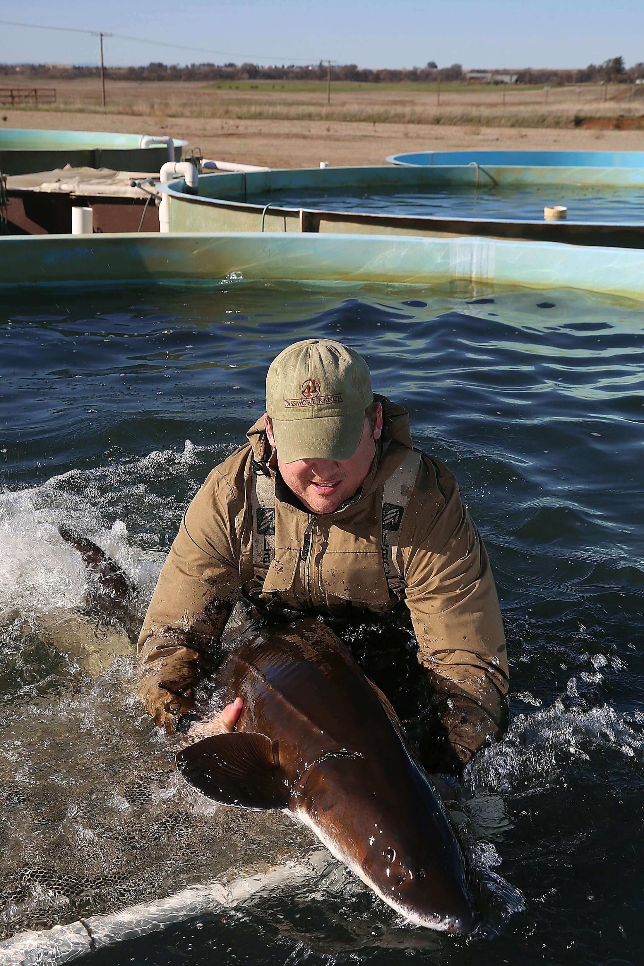 Inside the world of caviar producer Passmore Ranch