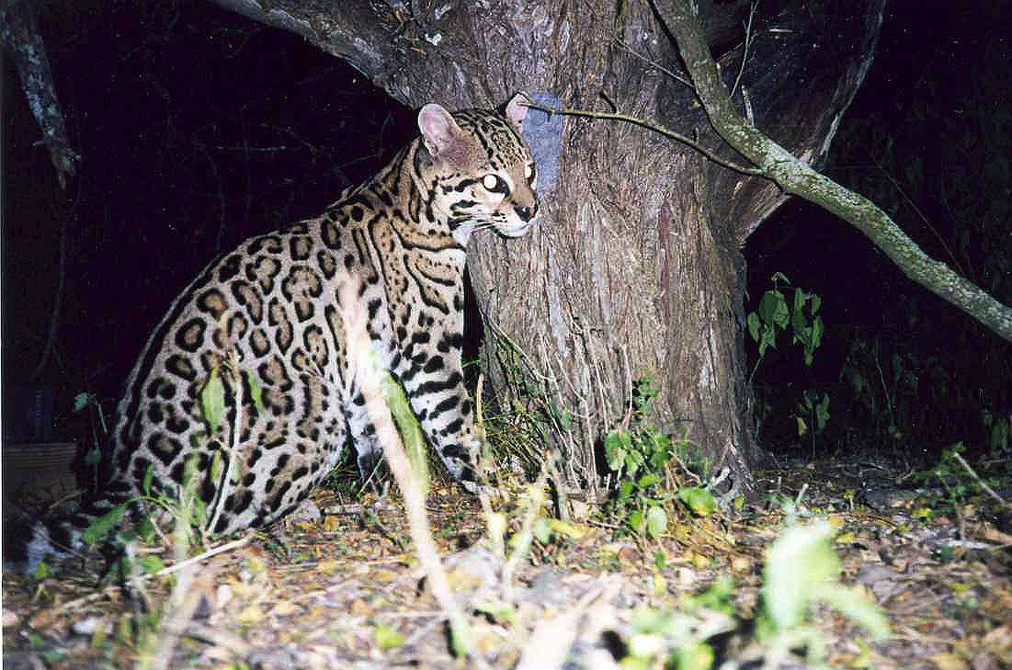 Endangered ocelots, once pets, draw help from Houston firm