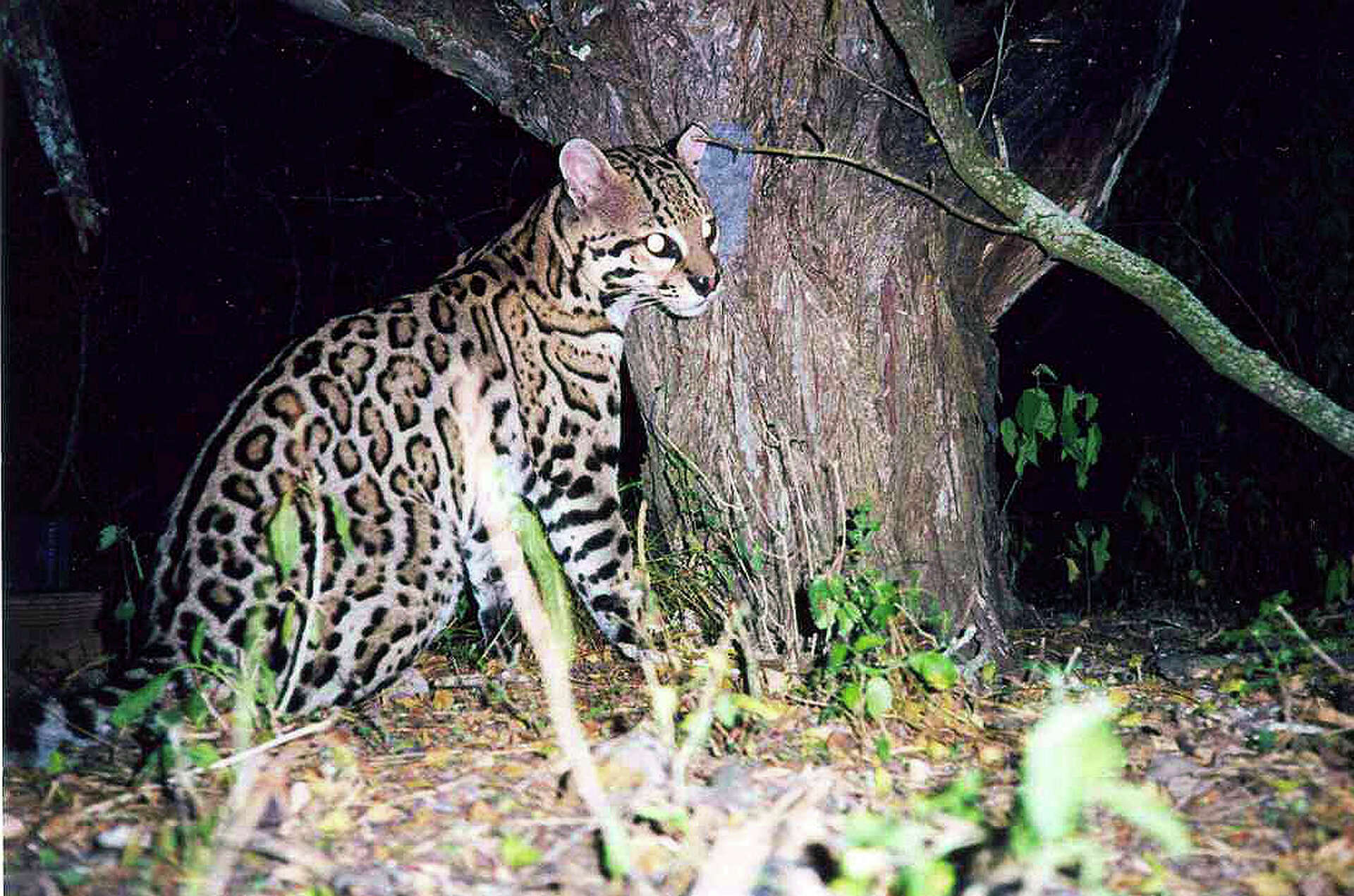 Endangered ocelots, once pets, draw help from Houston firm