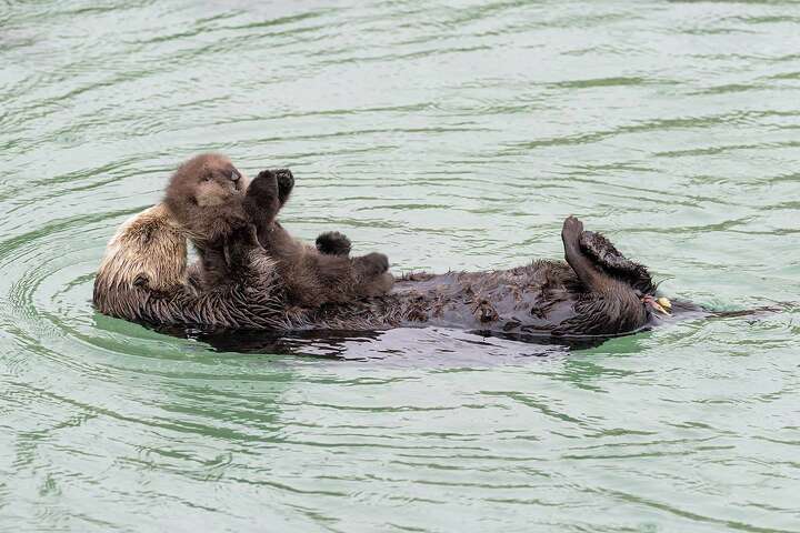 Surprise wild otter birth gives Monterey Bay Aquarium an adorable ...