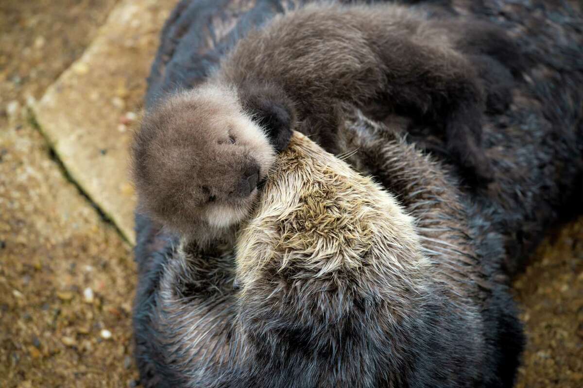 Sea Otter Births Pup Inside Aquariums Tide Pool As Onlookers Watch