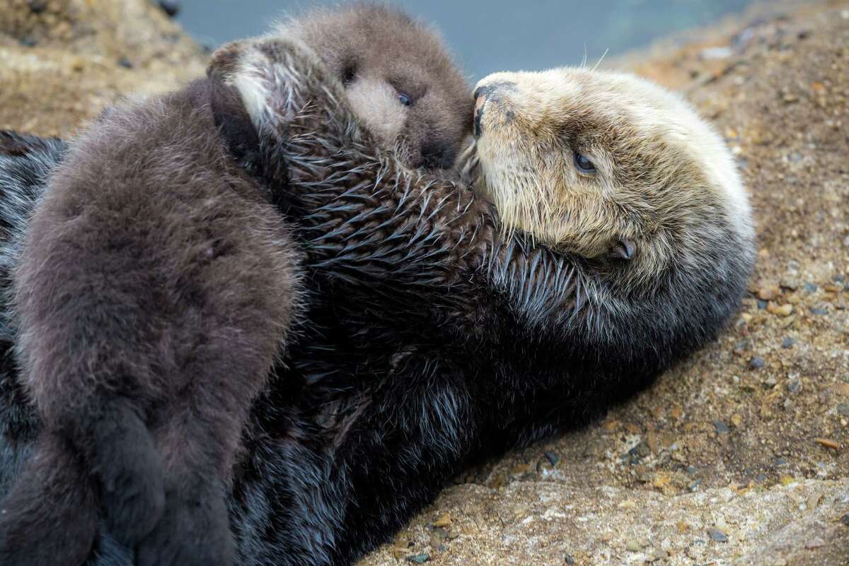 Surprise Wild Otter Birth Gives Monterey Bay Aquarium An Adorable