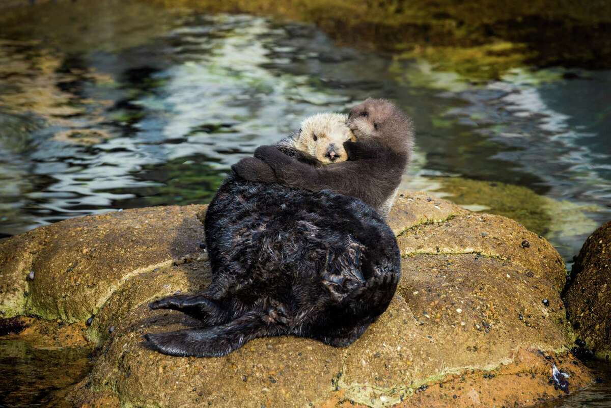 Sea Otter Births Pup Inside Aquariums Tide Pool As Onlookers Watch