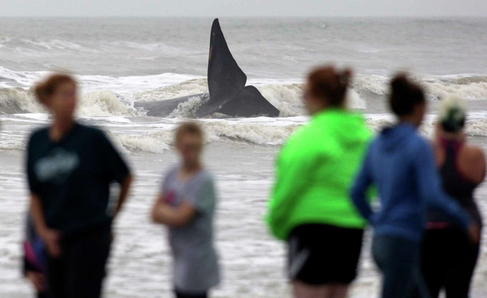 Beached whale dies after becoming stranded along Galveston Isle