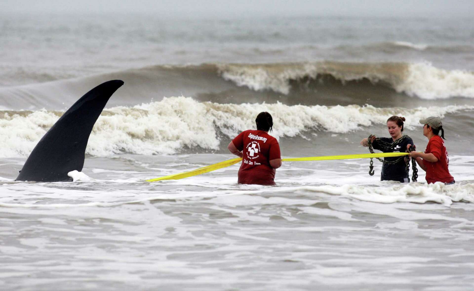 Beached whale dies after becoming stranded along Galveston Isle
