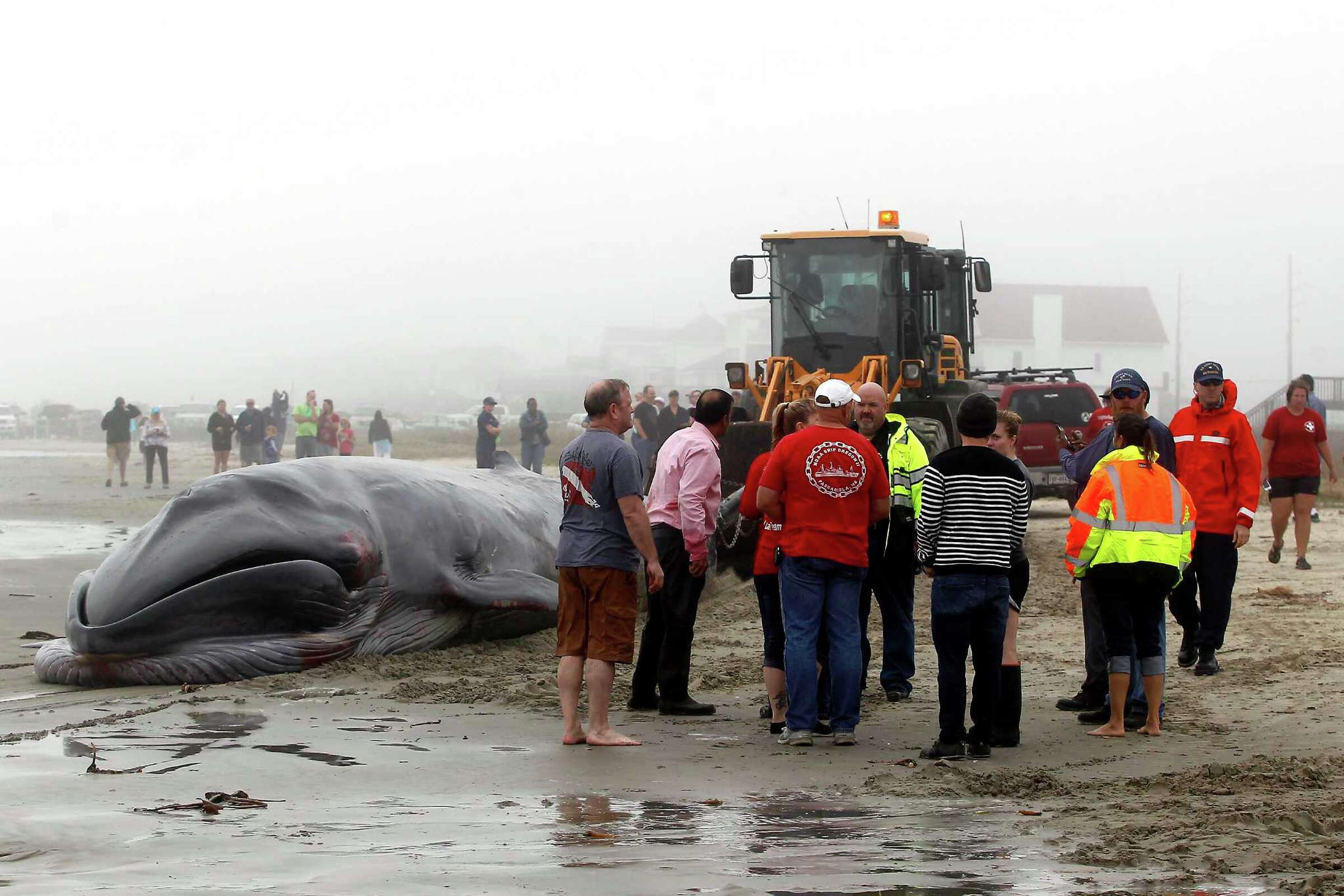 Beached whale dies after becoming stranded along Galveston Isle