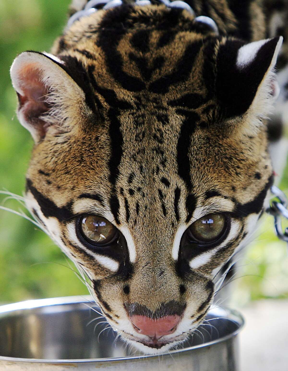 Endangered ocelots, once pets, draw help from Houston firm