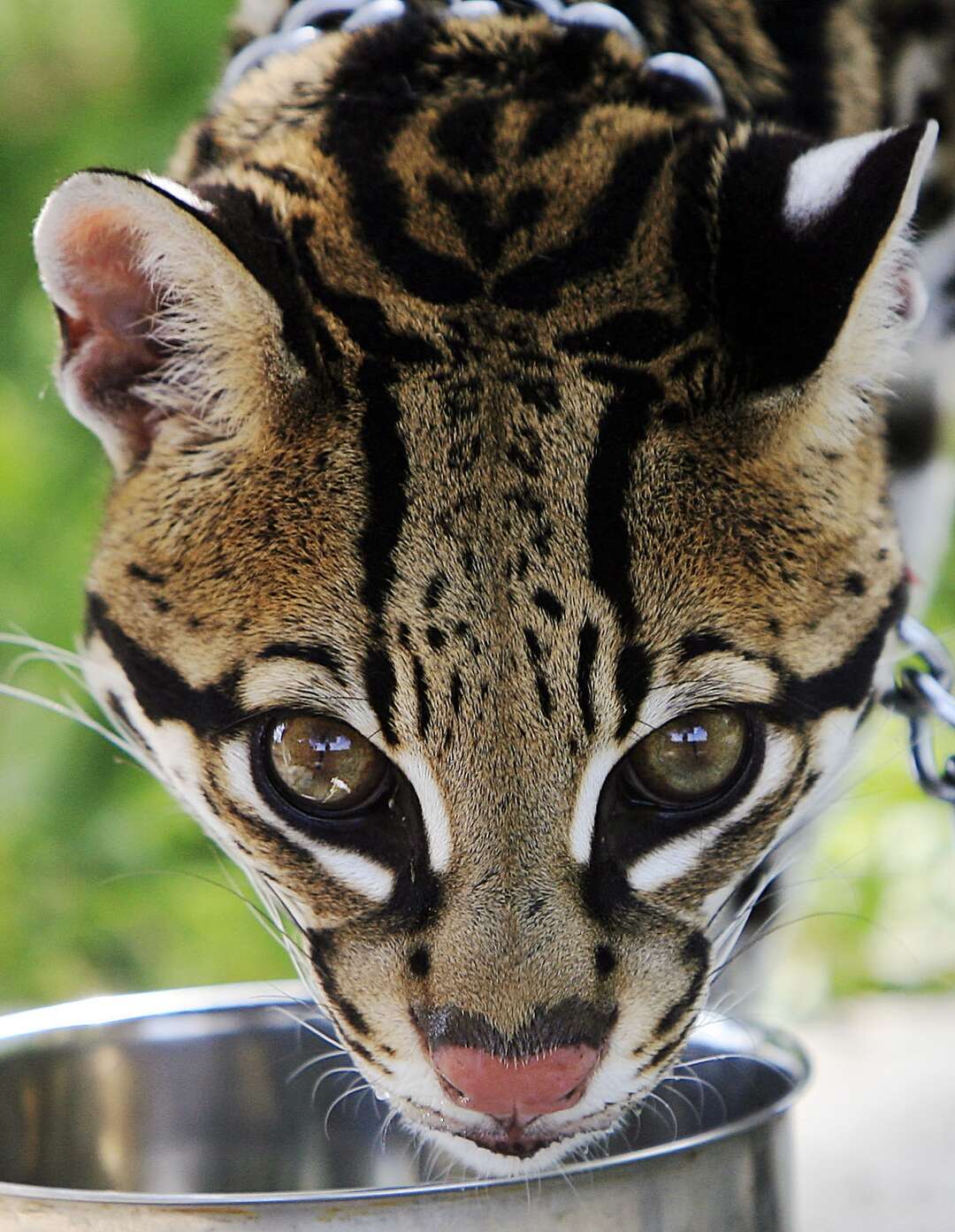 Endangered ocelots, once pets, draw help from Houston firm
