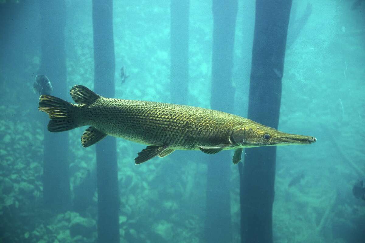 Texas' own 'Fish Whisperer' catches an 8-foot alligator gar in the ...