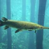 Texas' own 'Fish Whisperer' catches an 8-foot alligator gar in the ...