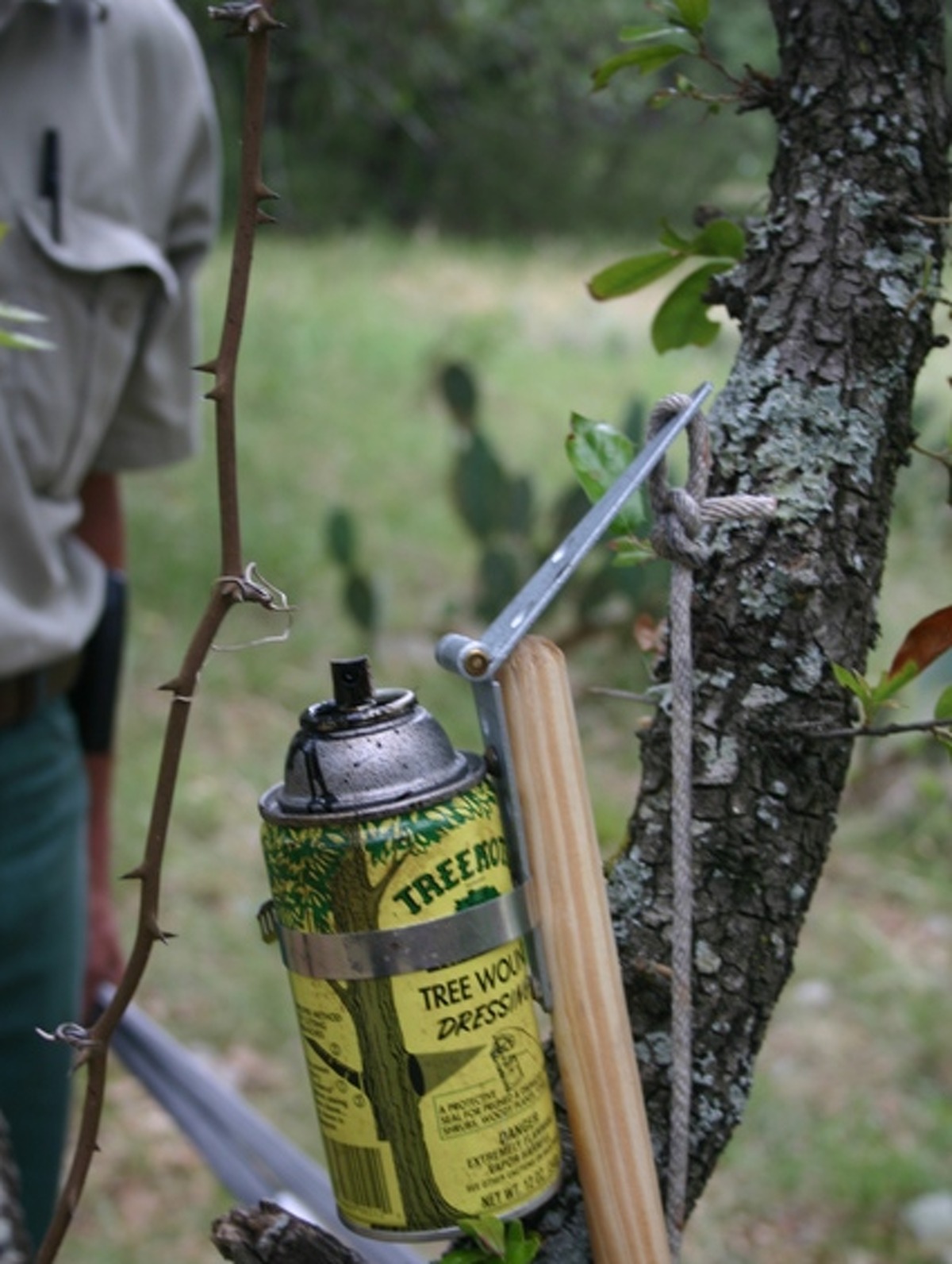 Oak wilt devastating, but easy to prevent