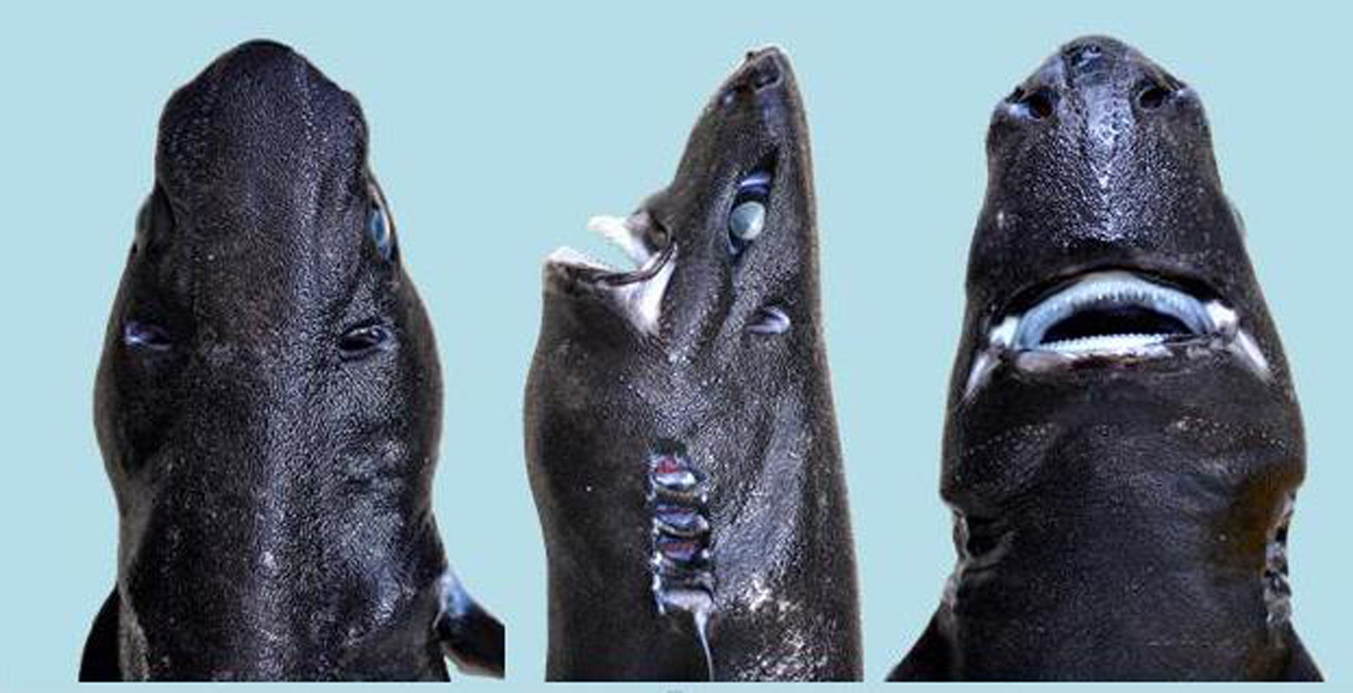 'Ninja lanternshark' discovered in Pacific Ocean off Central America