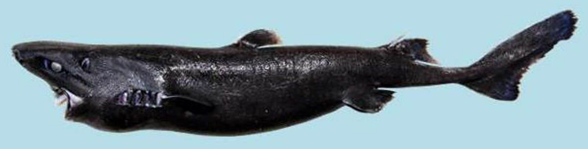 'Ninja lanternshark' discovered in Pacific Ocean off Central America