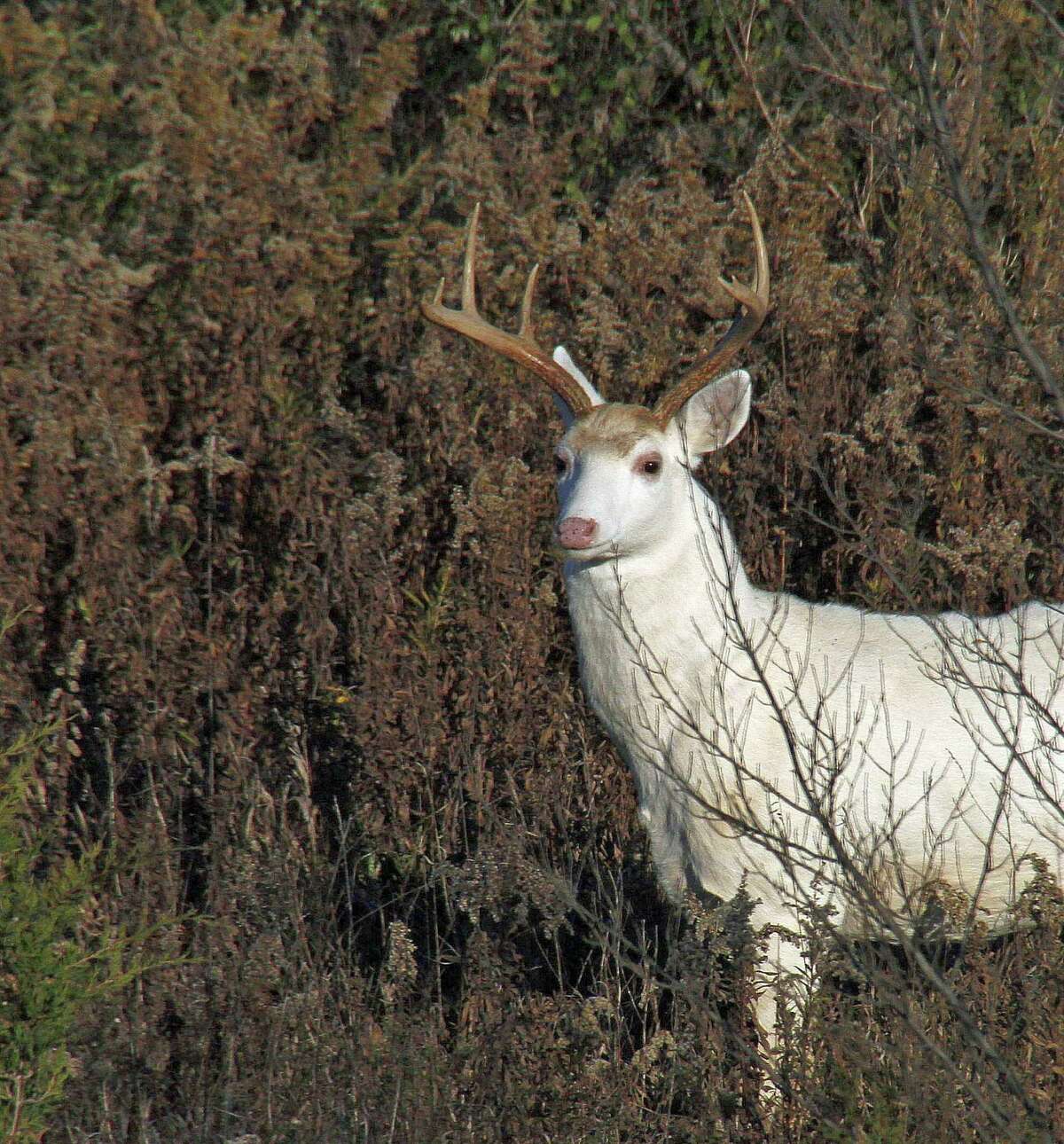 Finger Lakes unique white deer herd faces uncertain future
