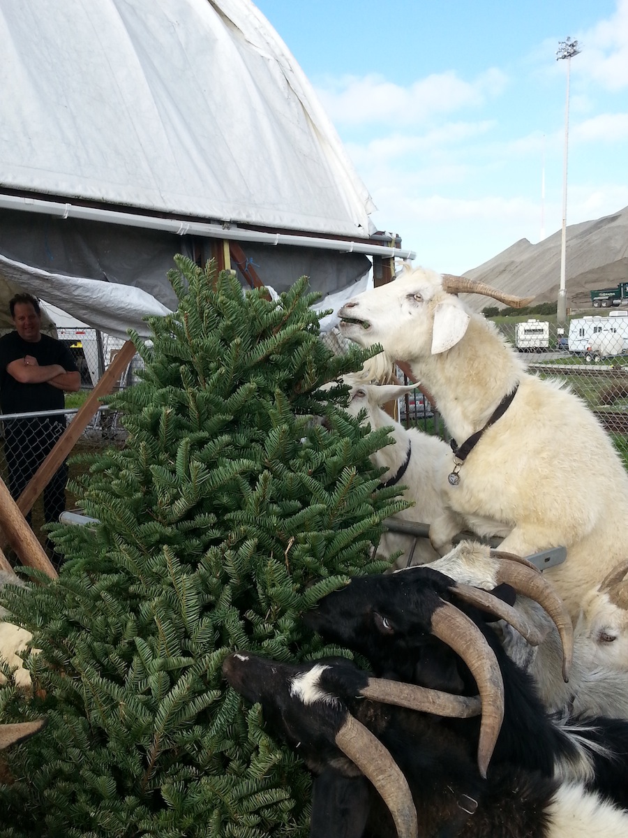 Goats: Another option for recycling your Christmas tree