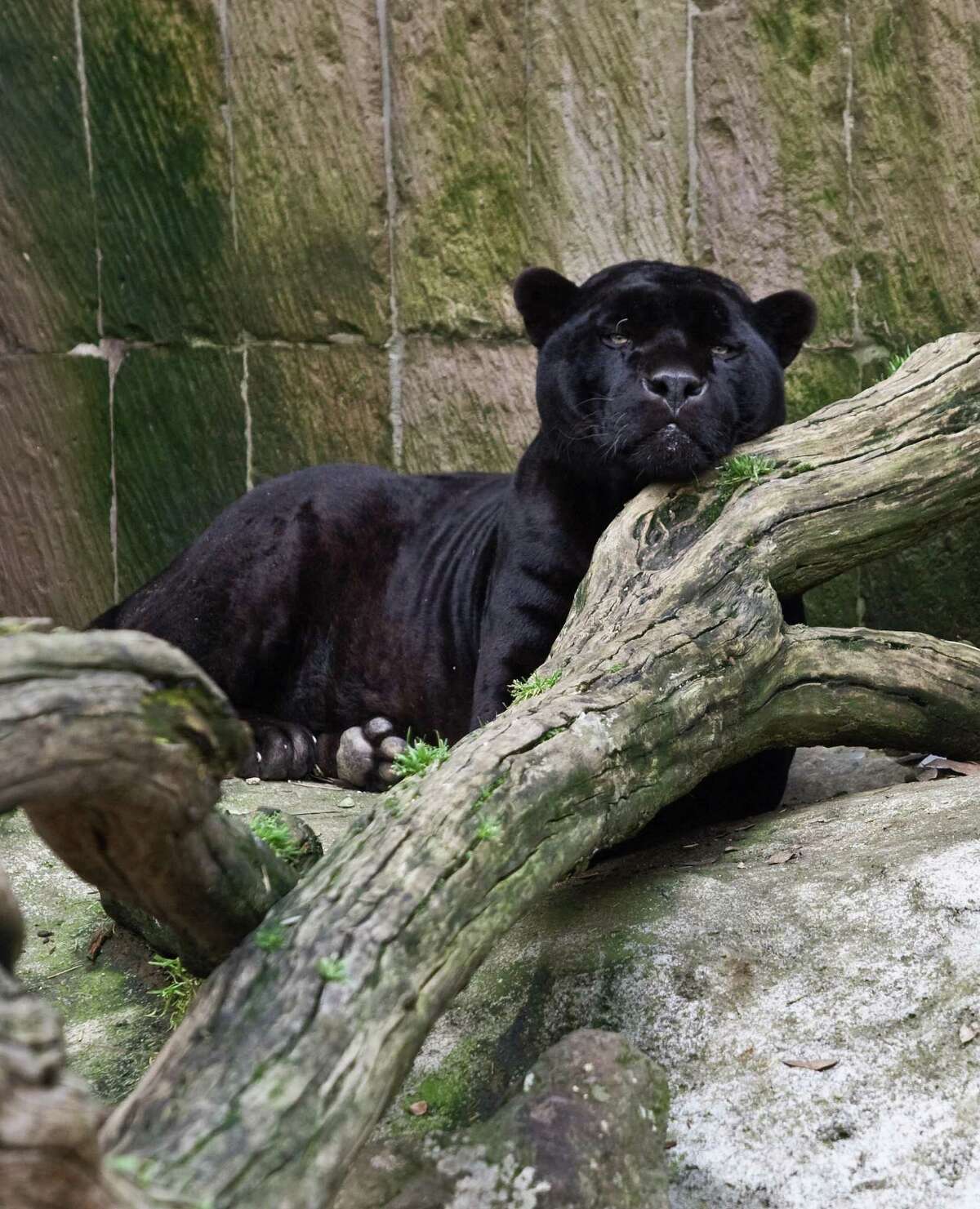 The exotic and dangerous animals of Mexican drug cartels