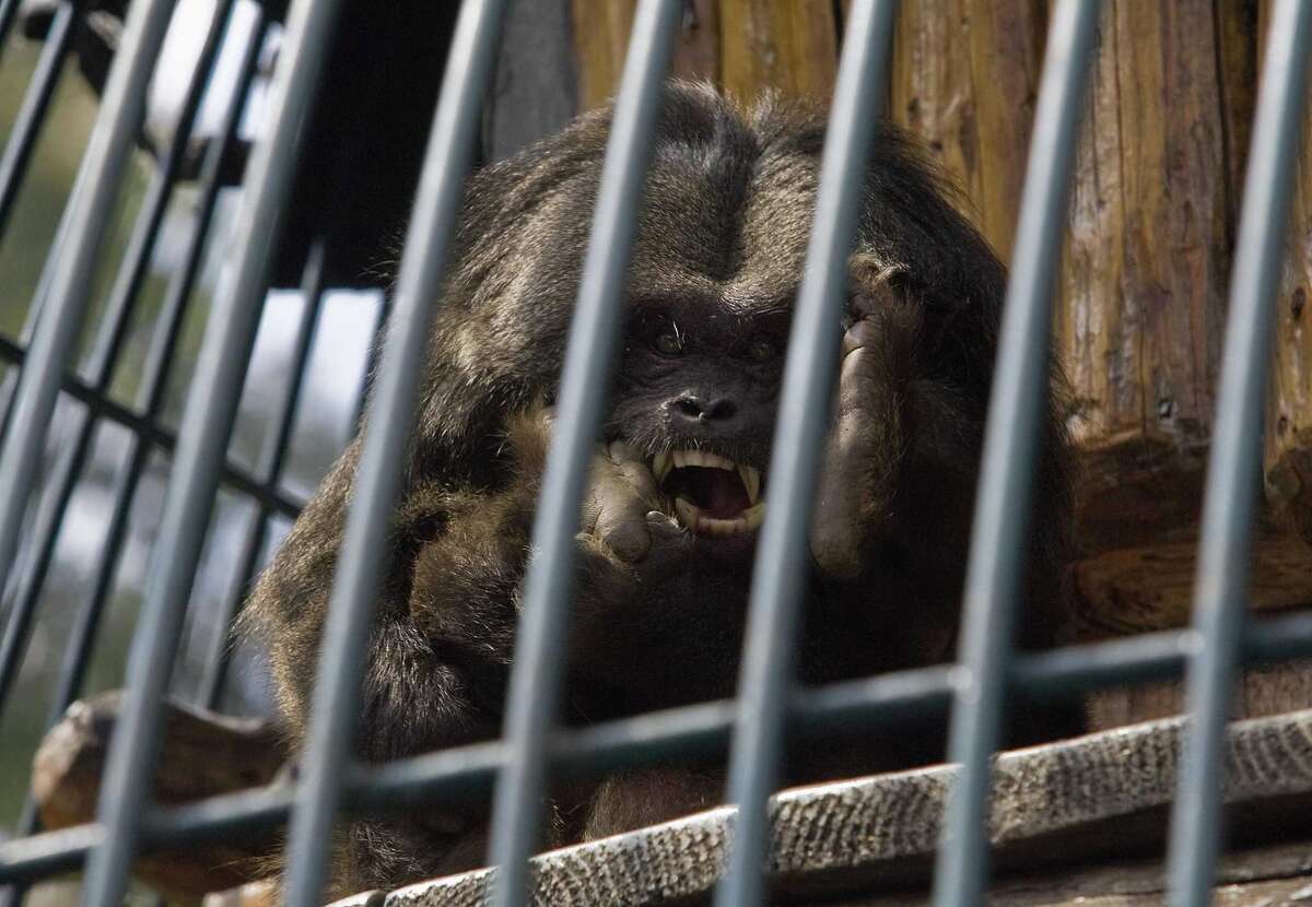 The exotic and dangerous animals of Mexican drug cartels