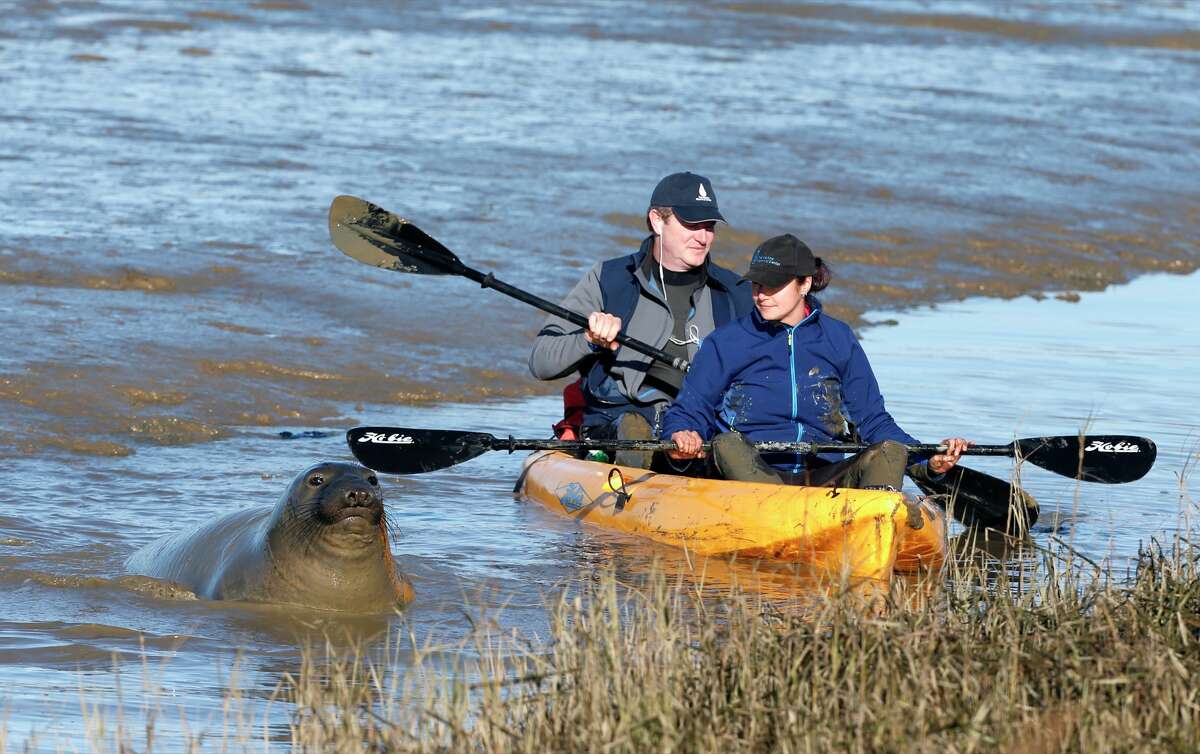 North Bay standoff with an elephant seal ends with tranquilizer