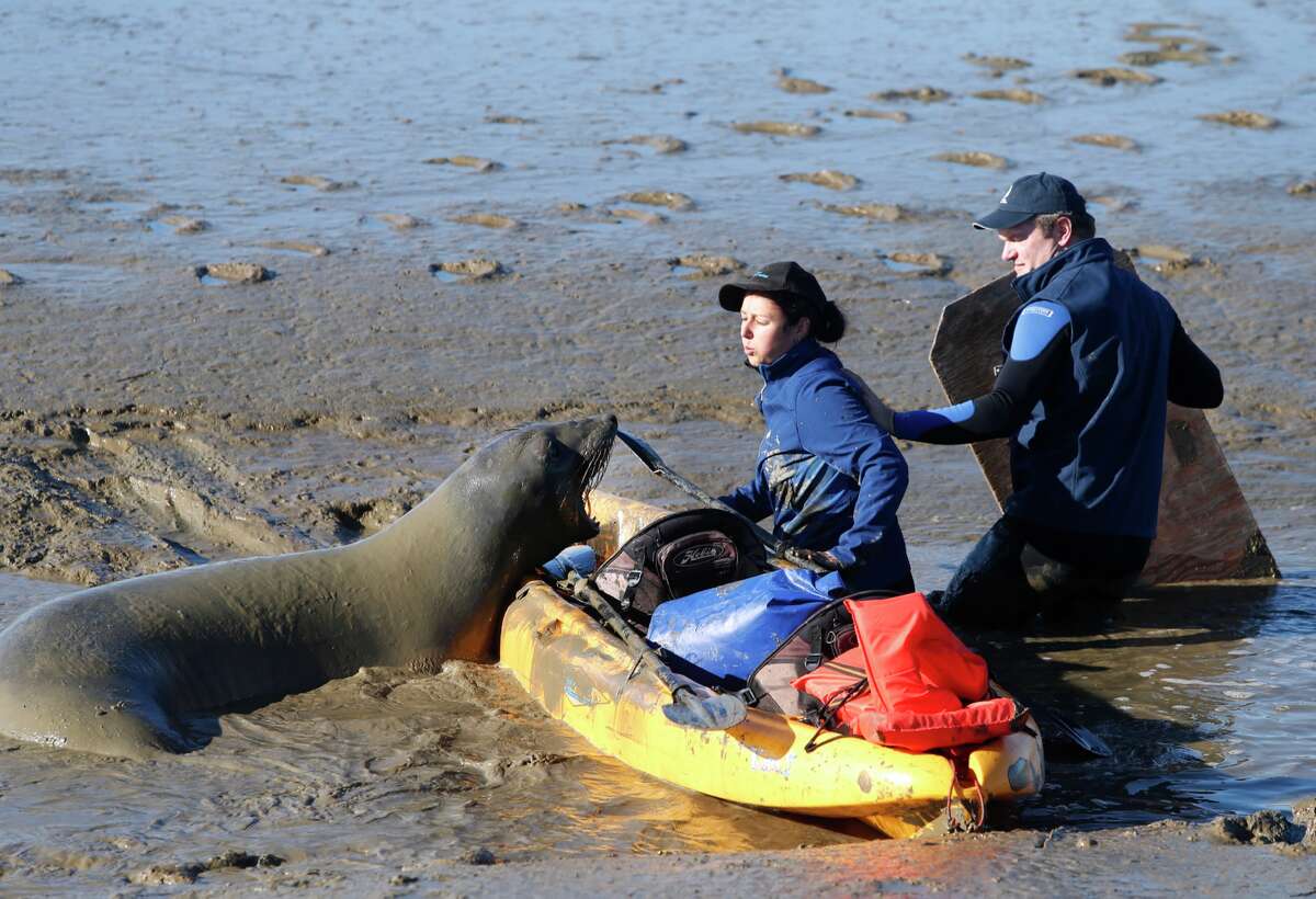 North Bay standoff with an elephant seal ends with tranquilizer