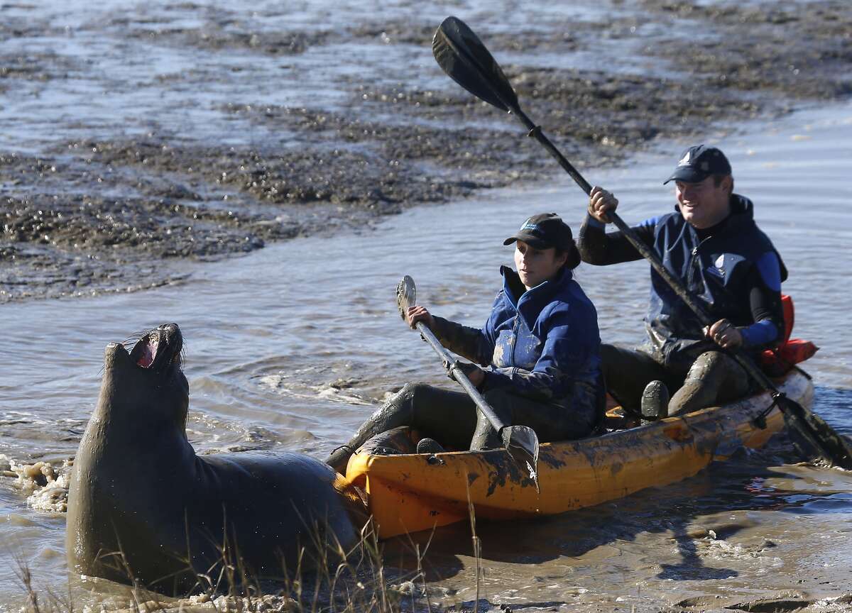 North Bay standoff with an elephant seal ends with tranquilizer