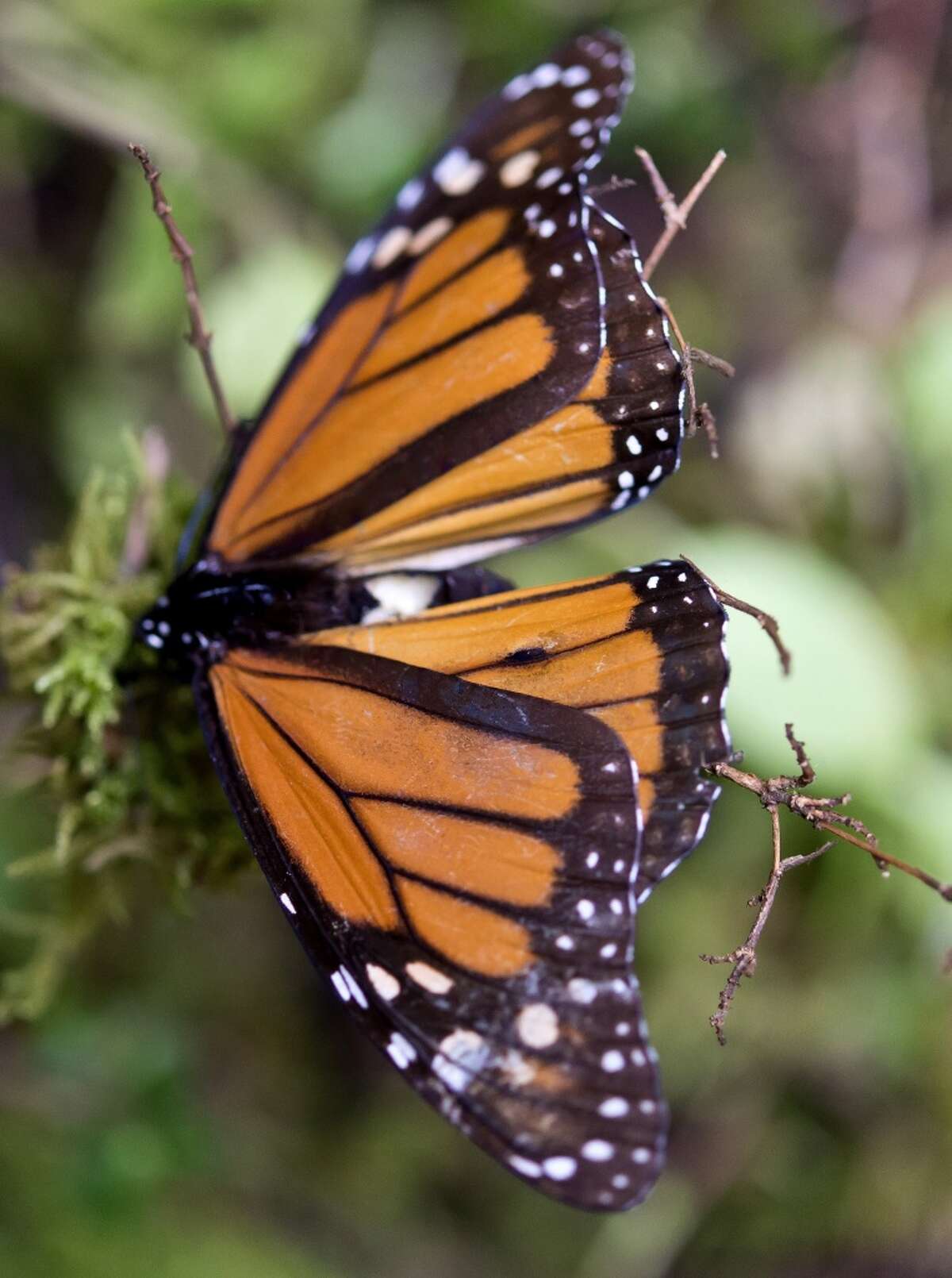Expect 300 million monarch butterflies in Texas this season