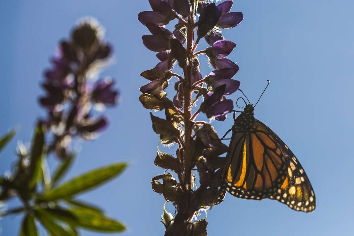 Expect 300 million monarch butterflies in Texas this season