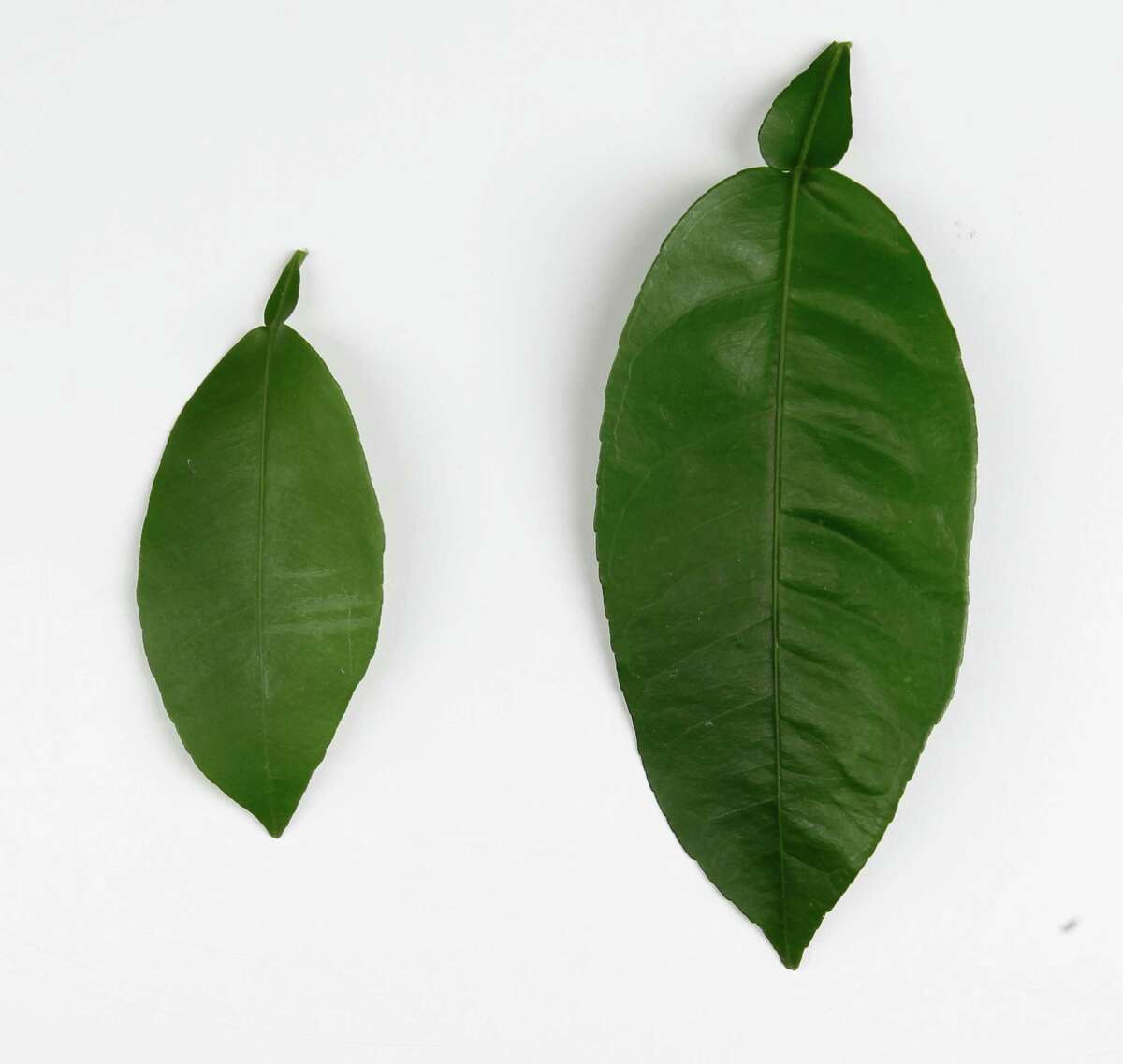 Take advantage of our region's extended citrus growing season