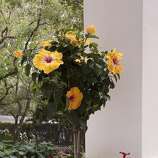 Take steps to protect hibiscus from the cold - Houston Chronicle