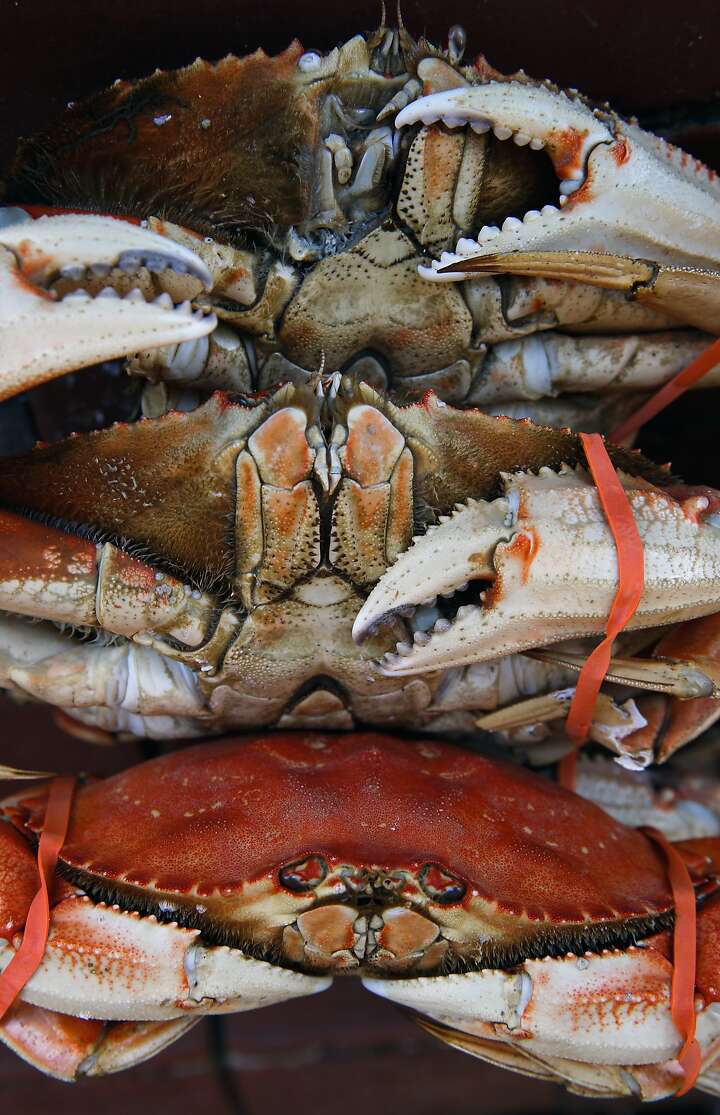California’s commercial Dungeness crab season to stay closed