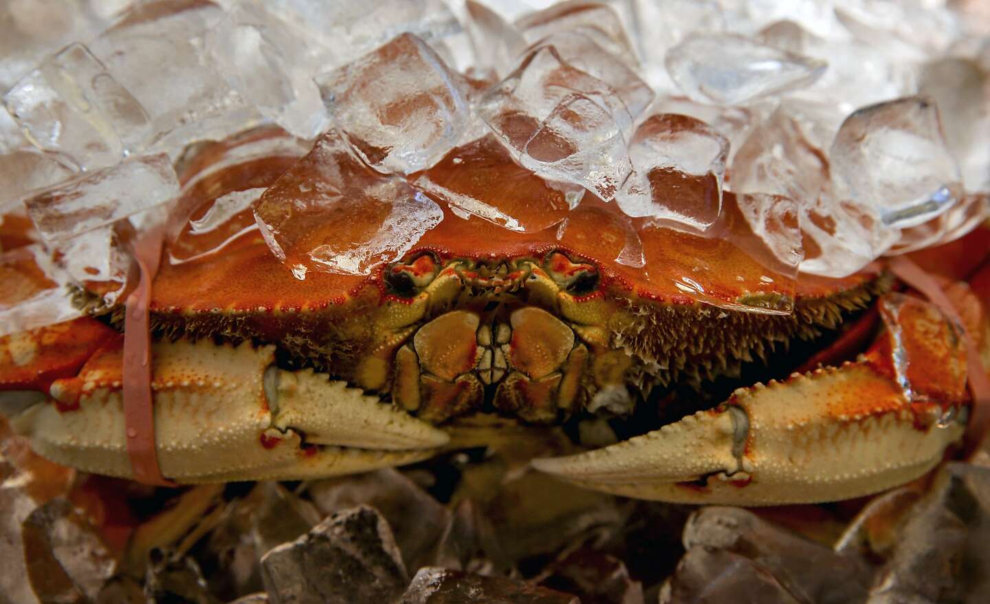 California’s commercial Dungeness crab season to stay closed