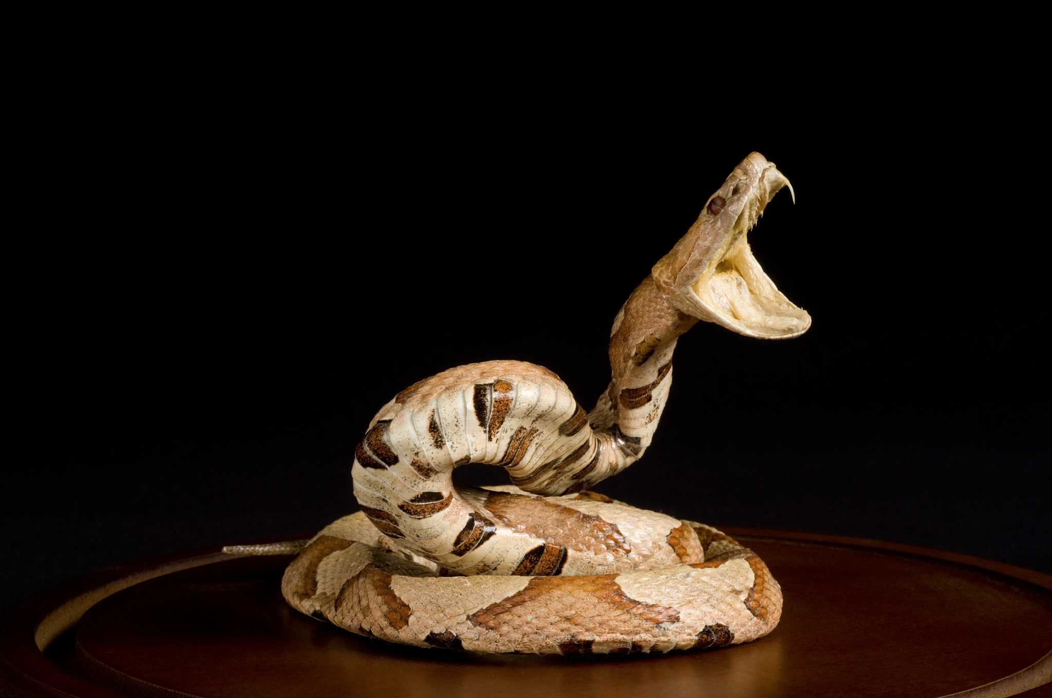 Talking lizards and snakes at Greenwich’s Bruce Museum