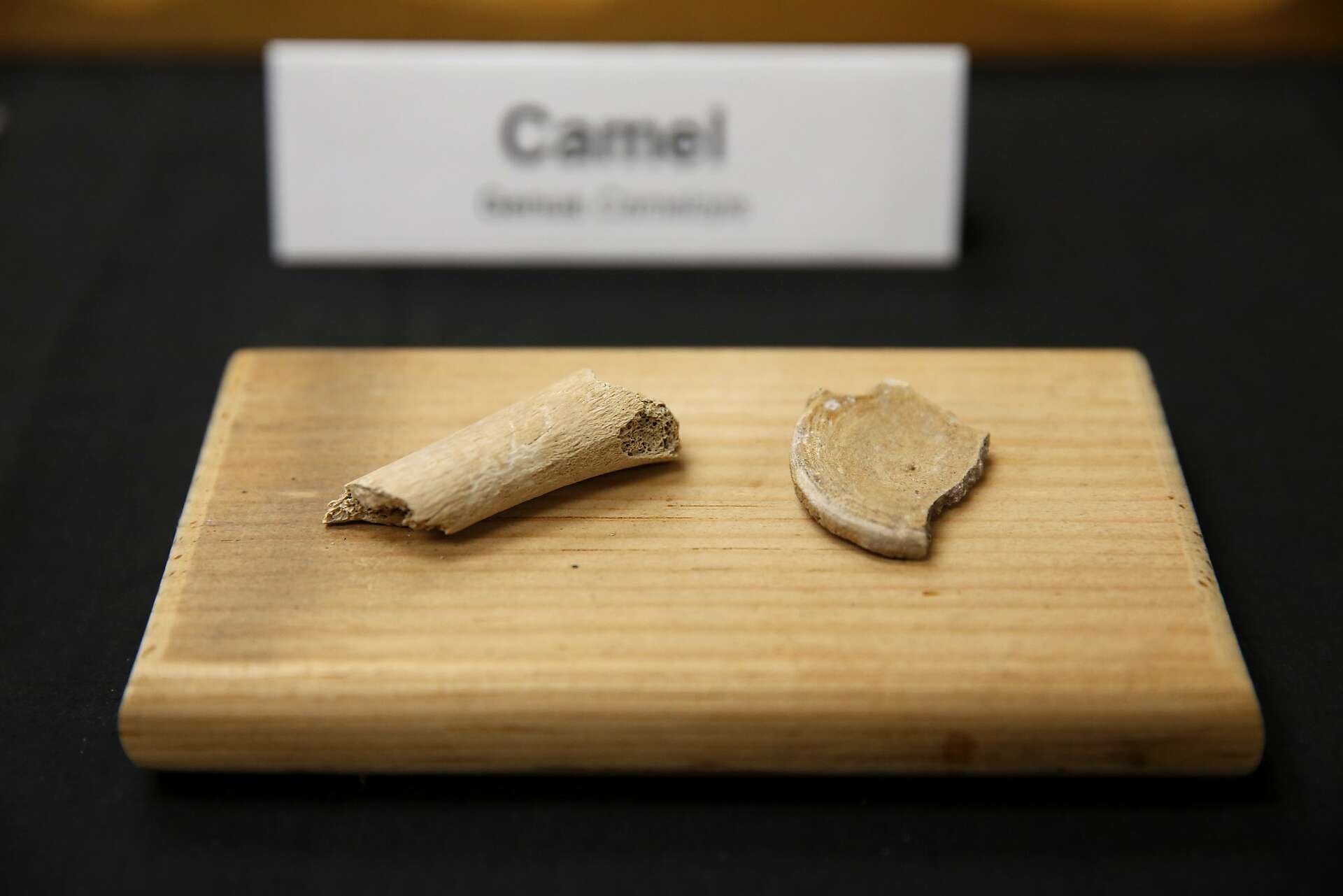 Exciting Ice Age fossil find in Fremont; exhibit to open in May