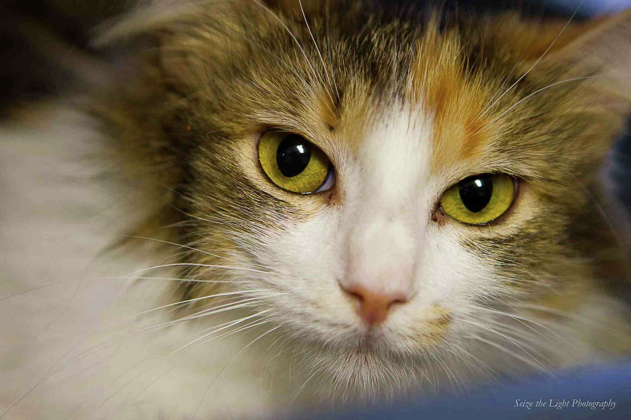 UC Davis study: Calico, tortoiseshell female cats often most challenging