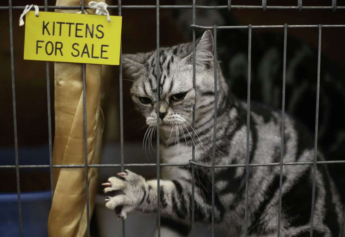 Cats who don't know why they are at the cat show