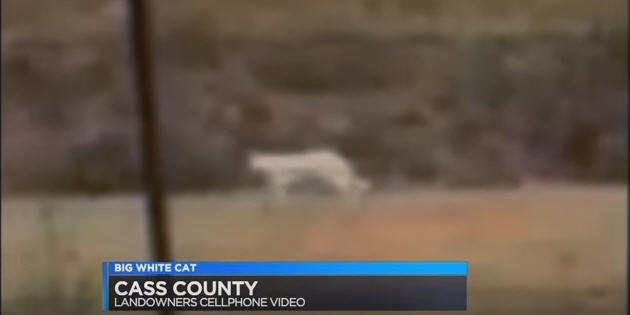 First video evidence emerges of great white East Texas cat
