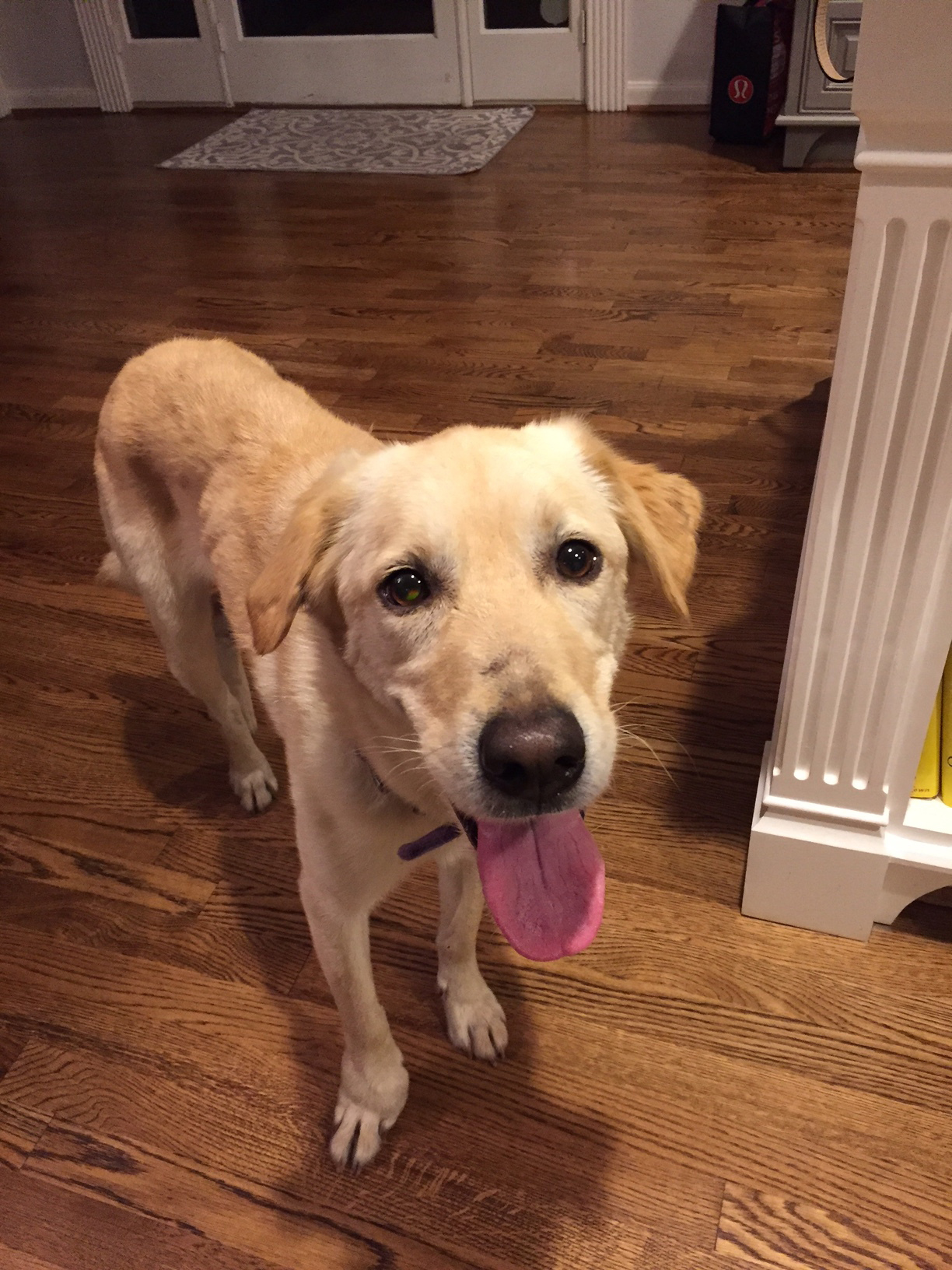 Fitness expert appeals for help to save yellow Lab