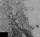 NASA pics show snail-like objects traversing Pluto