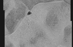 NASA pics show snail-like objects traversing Pluto